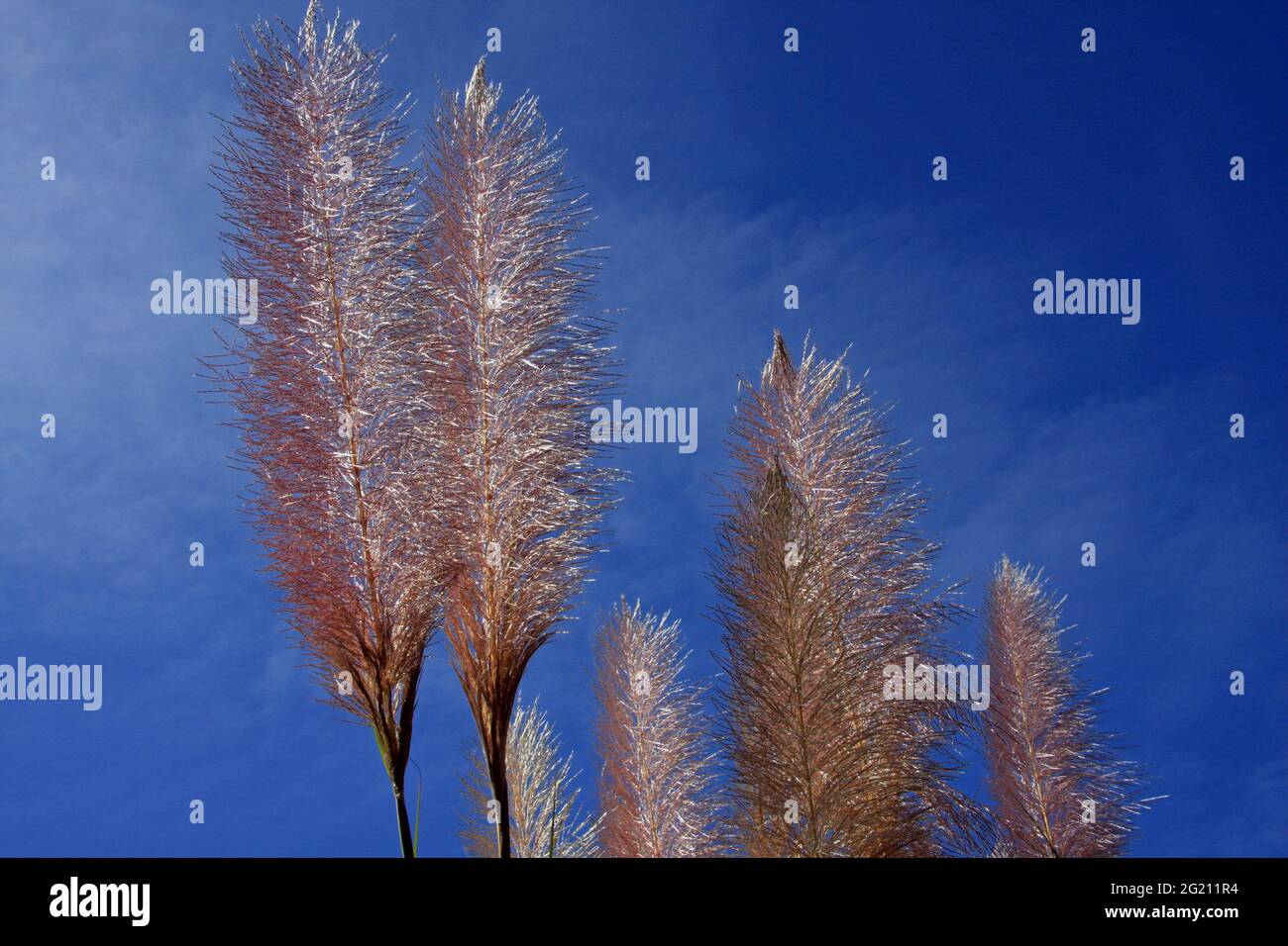Kashphool (Catkin) blüht im Herbst meist mit schmalen Blättern an den ...