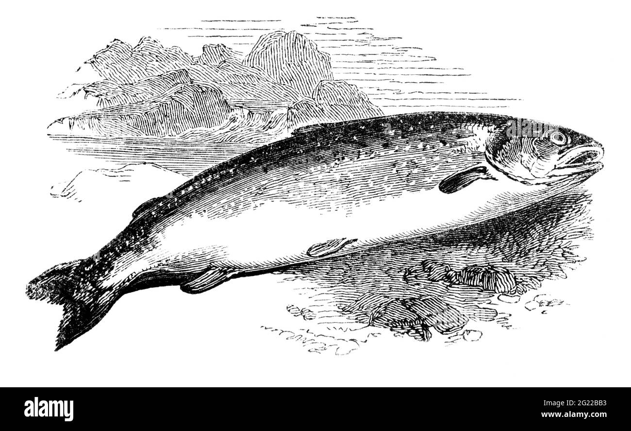 Eine gravierte Vintage-Fisch-Illustration eines Lachses aus einem ...