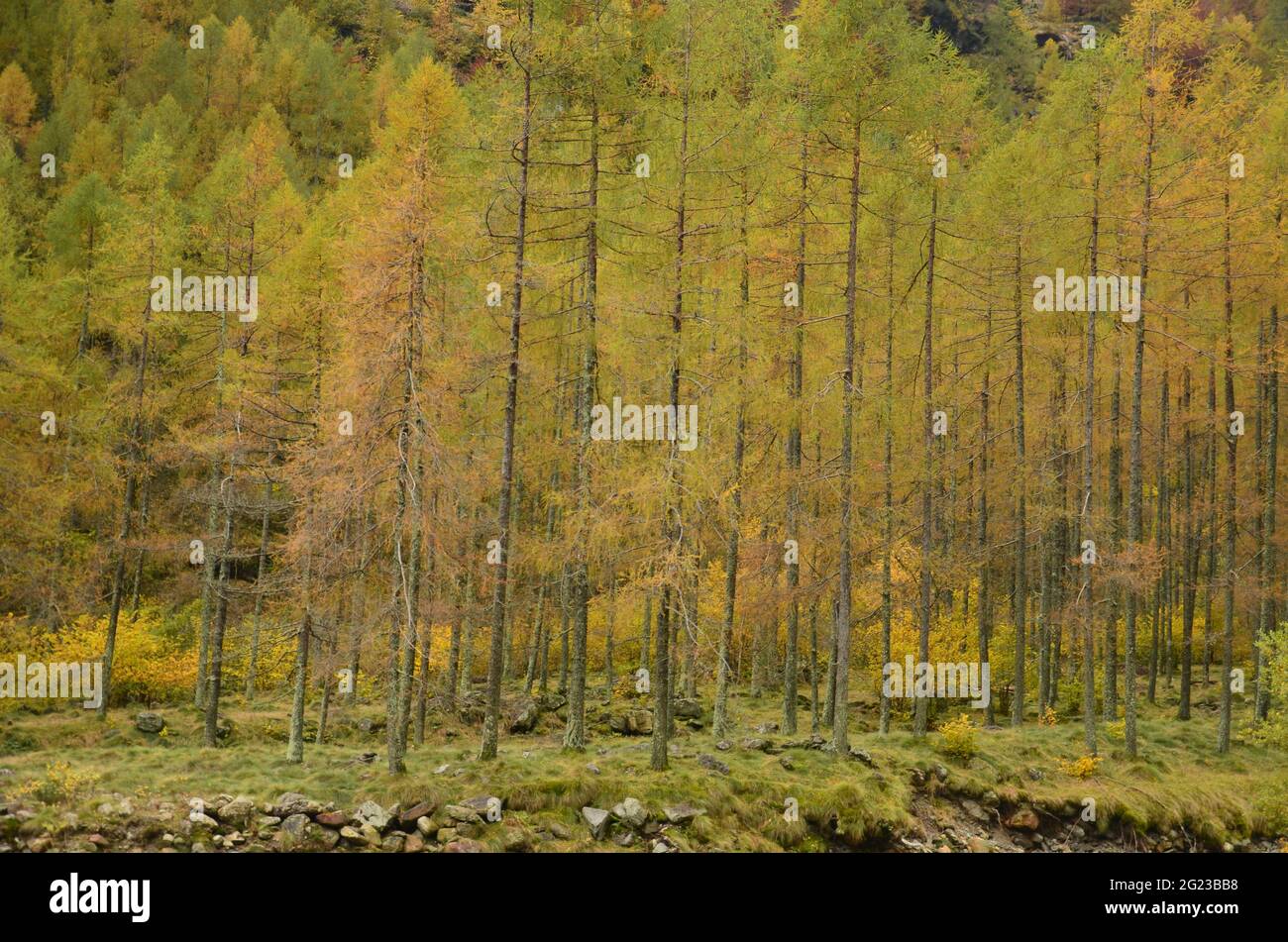 Valle magia -Fotos und -Bildmaterial in hoher Auflösung – Alamy