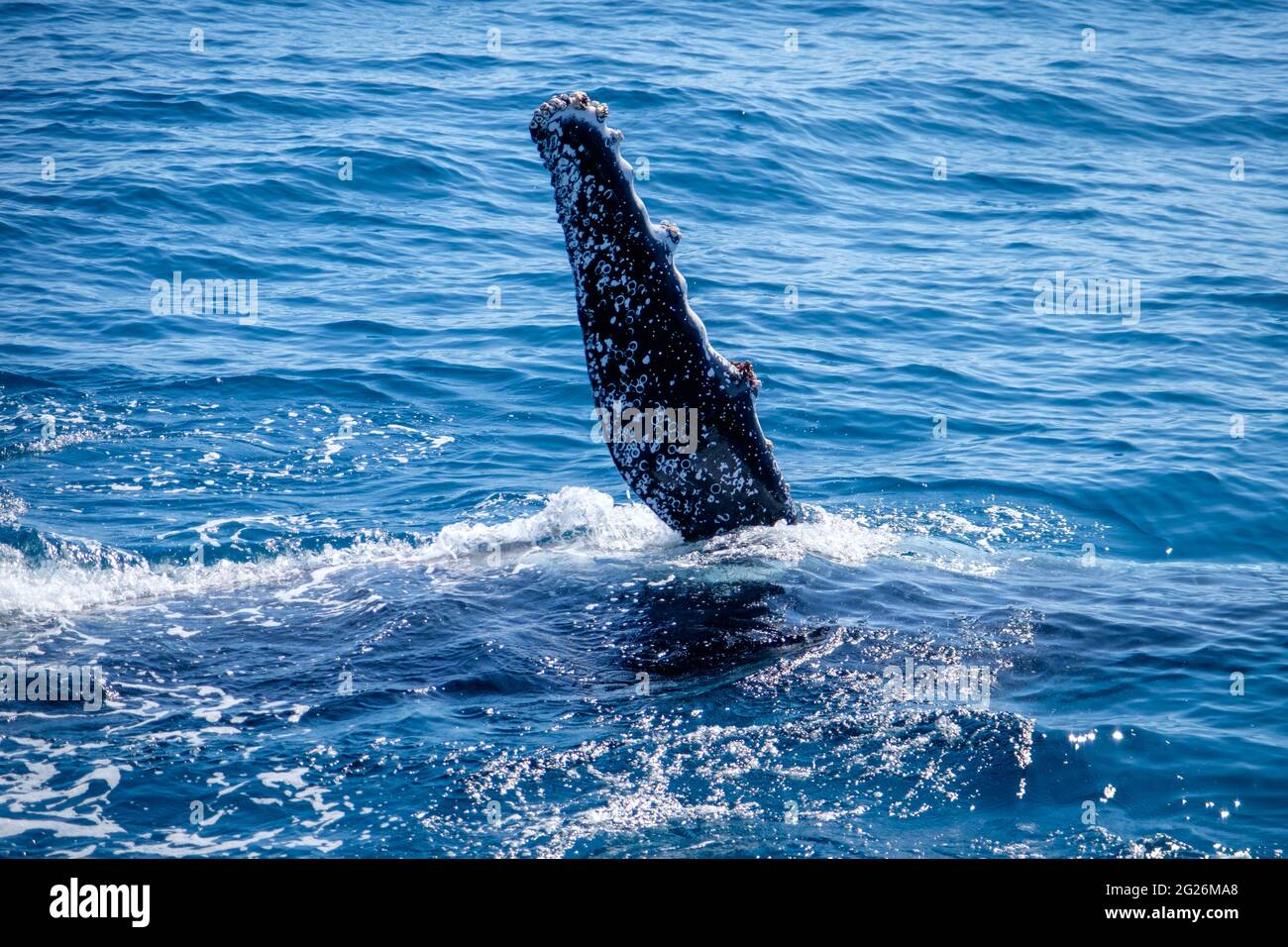 Buckelwal auge -Fotos und -Bildmaterial in hoher Auflösung – Alamy