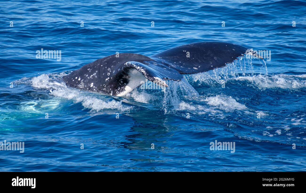 Buckelwal auge -Fotos und -Bildmaterial in hoher Auflösung – Alamy