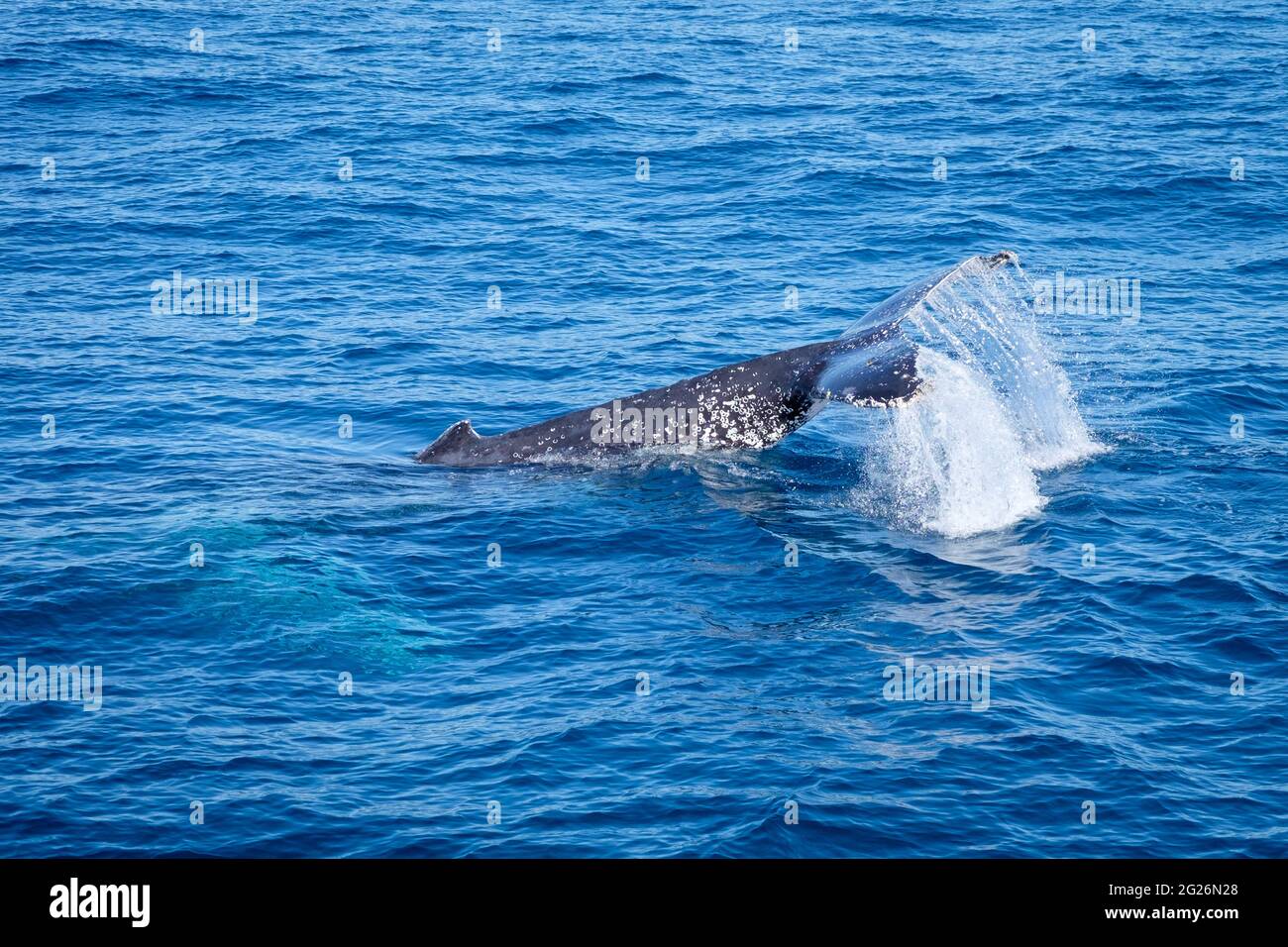 Buckelwal auge -Fotos und -Bildmaterial in hoher Auflösung – Alamy