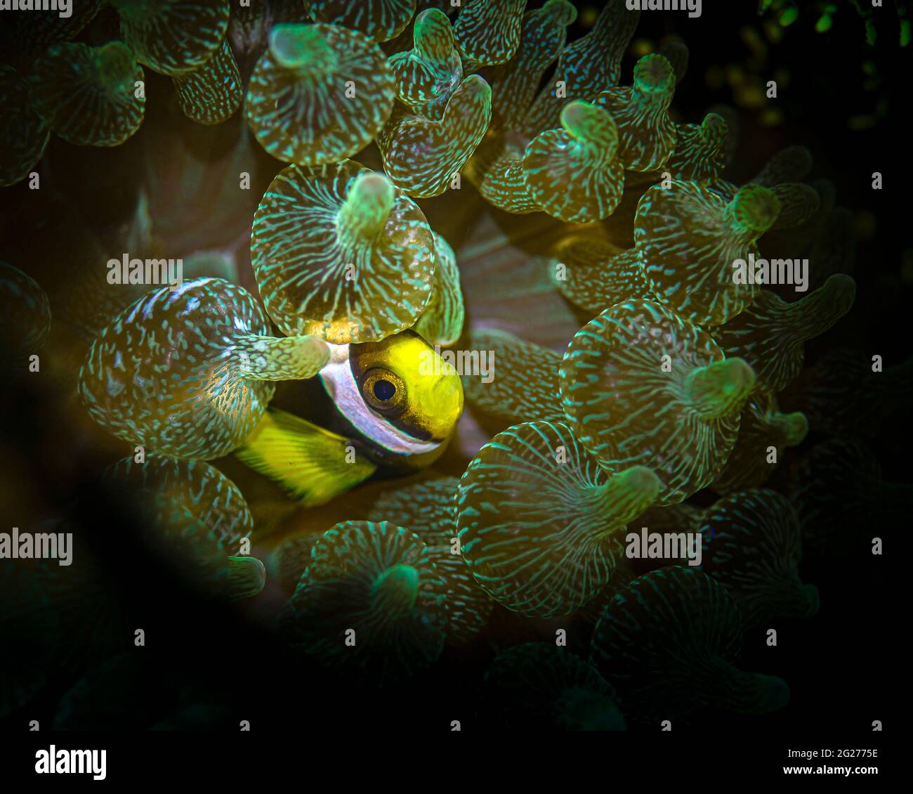 Osteichthyes clarks anemonefish -Fotos und -Bildmaterial in hoher ...