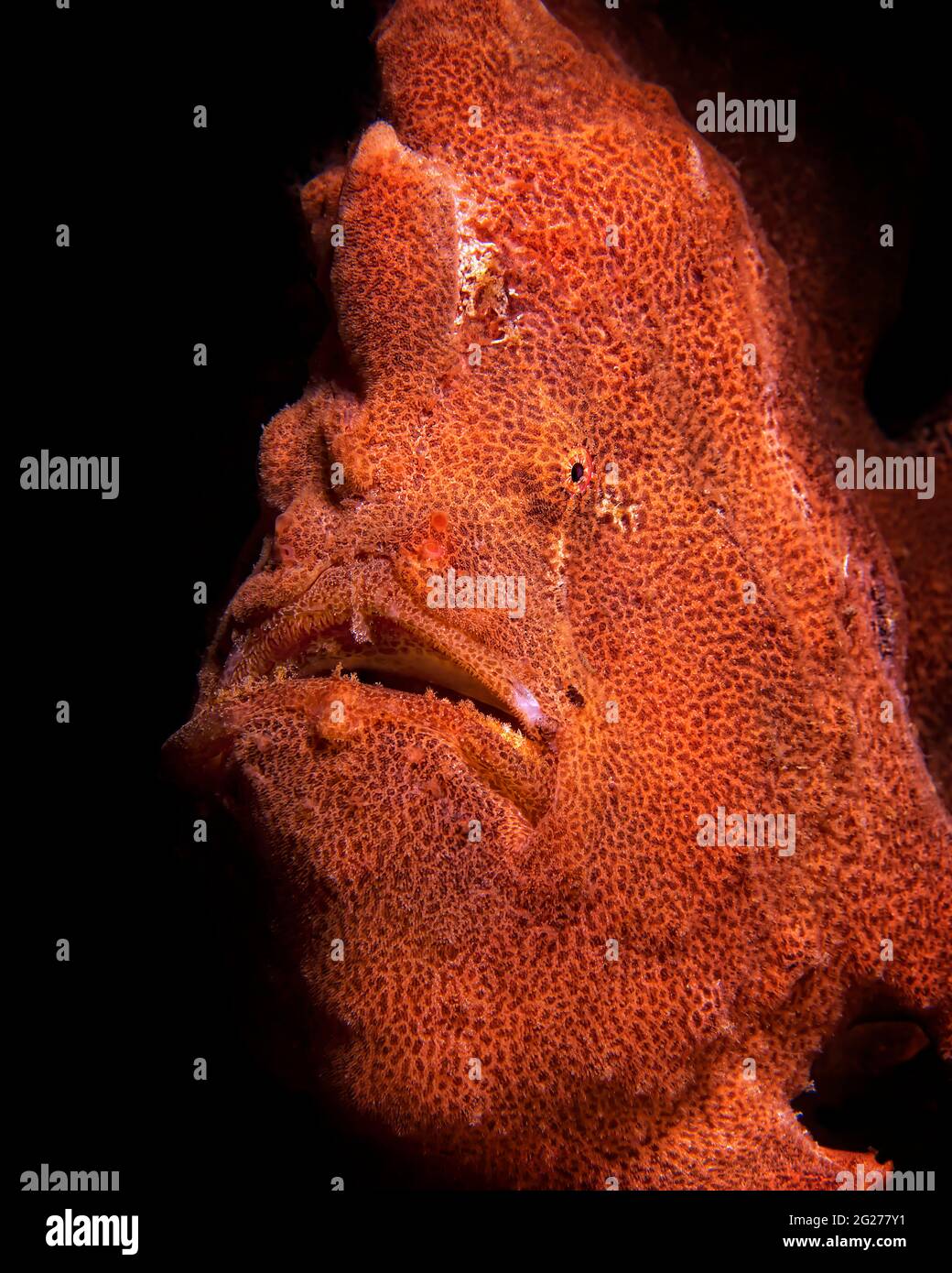 Riesen anglerfisch -Fotos und -Bildmaterial in hoher Auflösung – Alamy