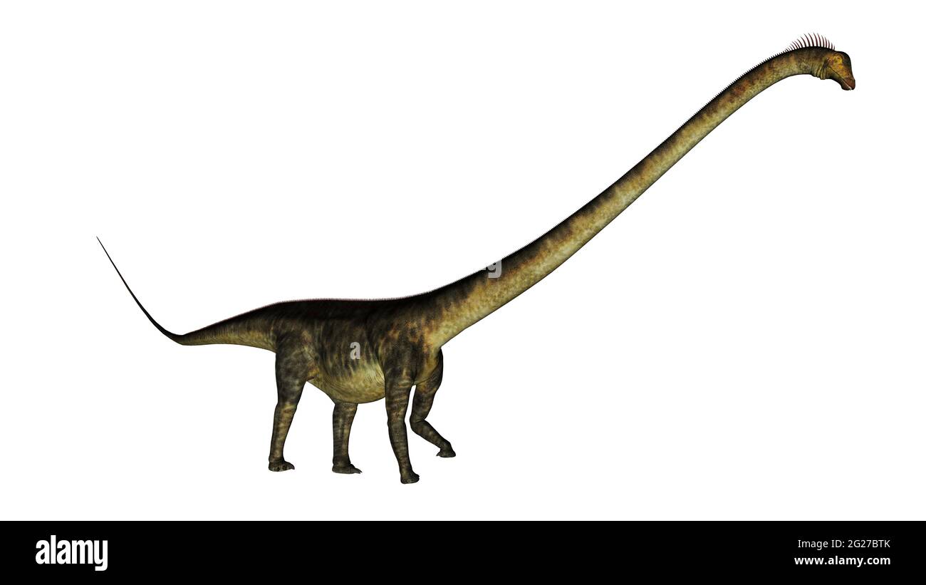 Barosaurus Dinosaurier beim Gehen, Seitenansicht isoliert auf weißem ...