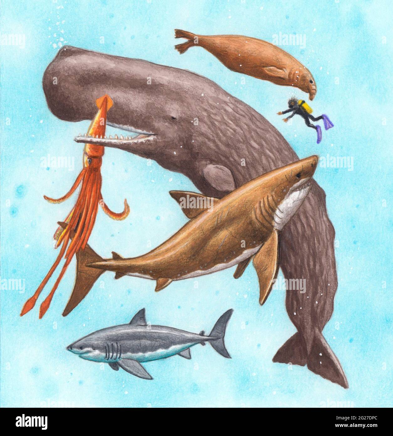 Megalodon größe -Fotos und -Bildmaterial in hoher Auflösung – Alamy