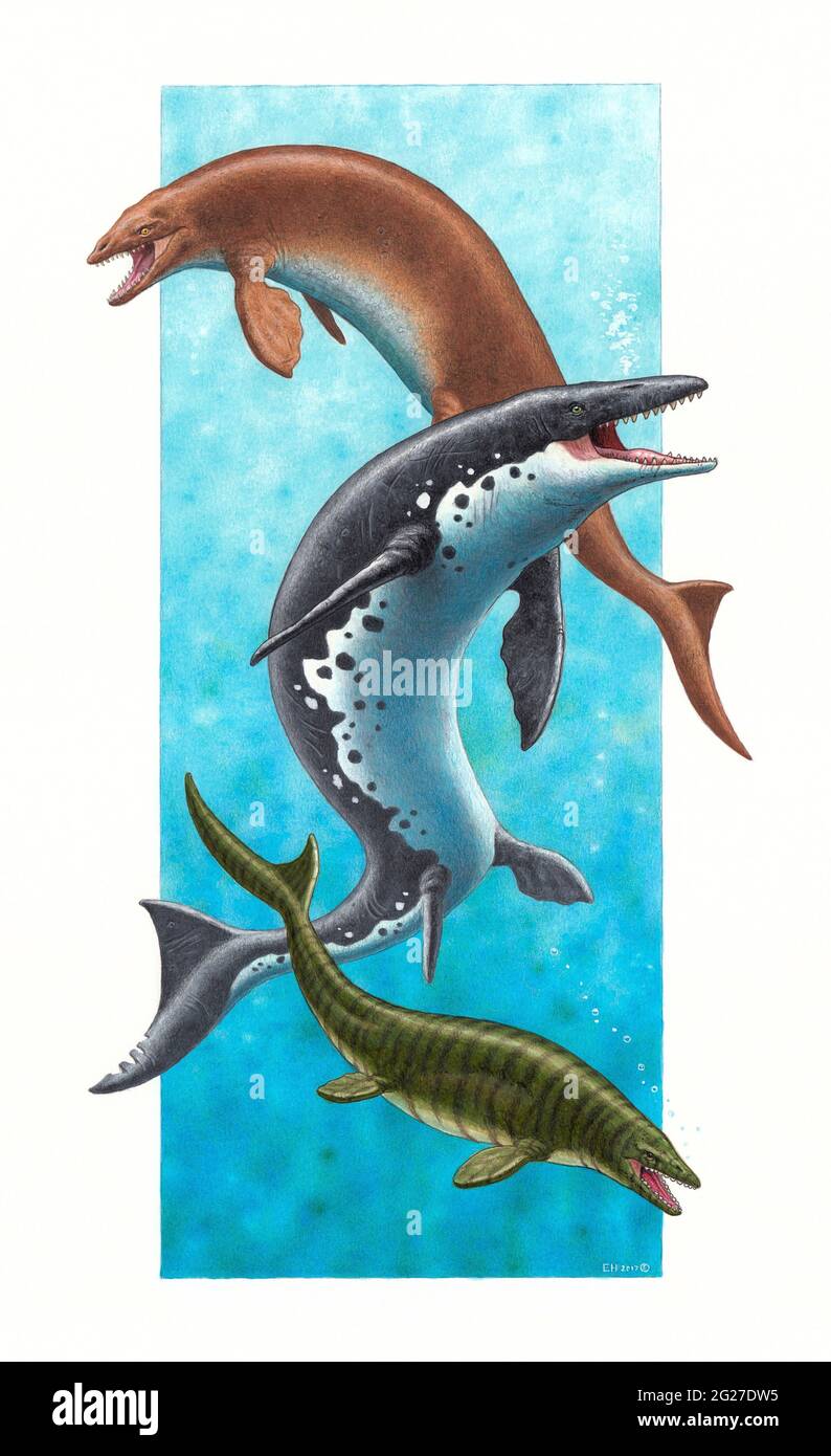 Mosasaurus Hoffmannii Stockfotos und -bilder Kaufen - Alamy