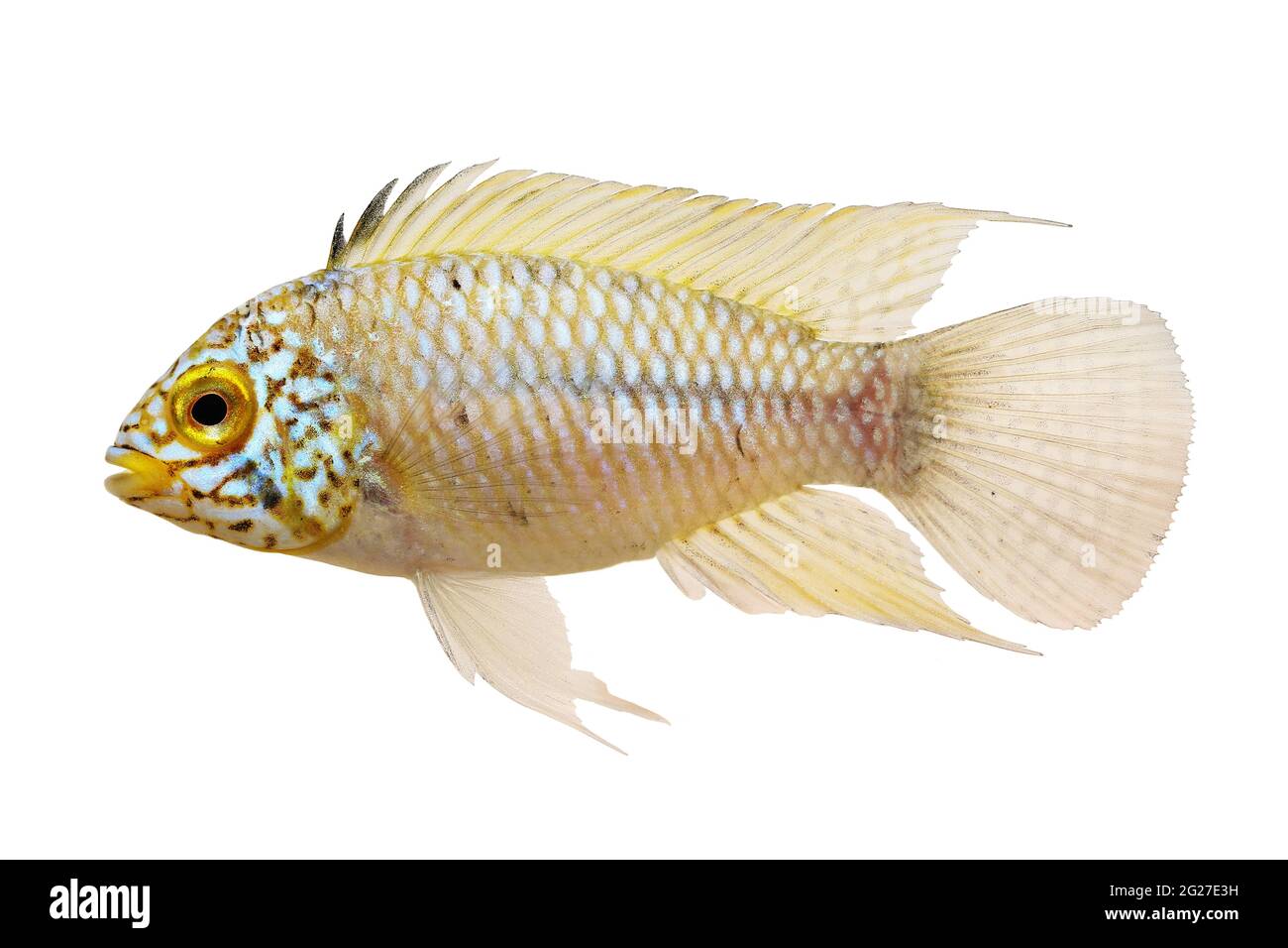 Kakadu Zwerg Cichlid Apistogramma Cacatuoides Stockfotos und -bilder ...