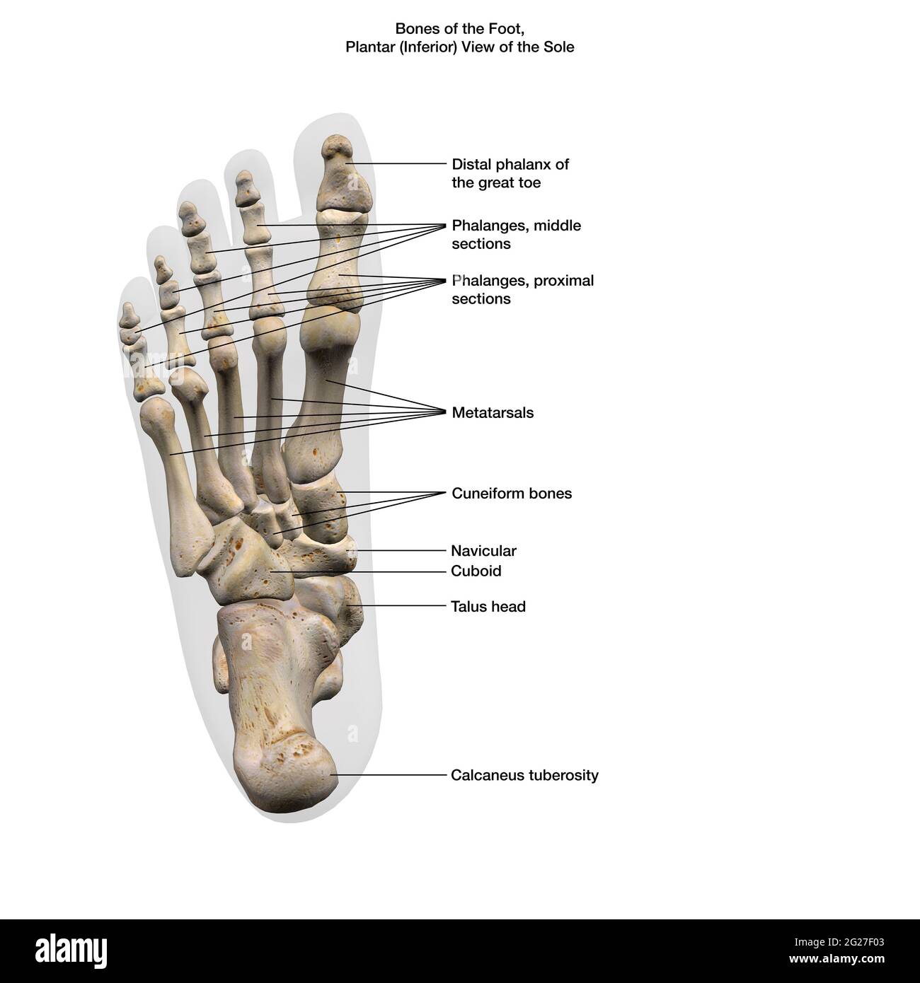 3D-Darstellung der Knochen auf dem menschlichen Fuß, mit Etiketten ...