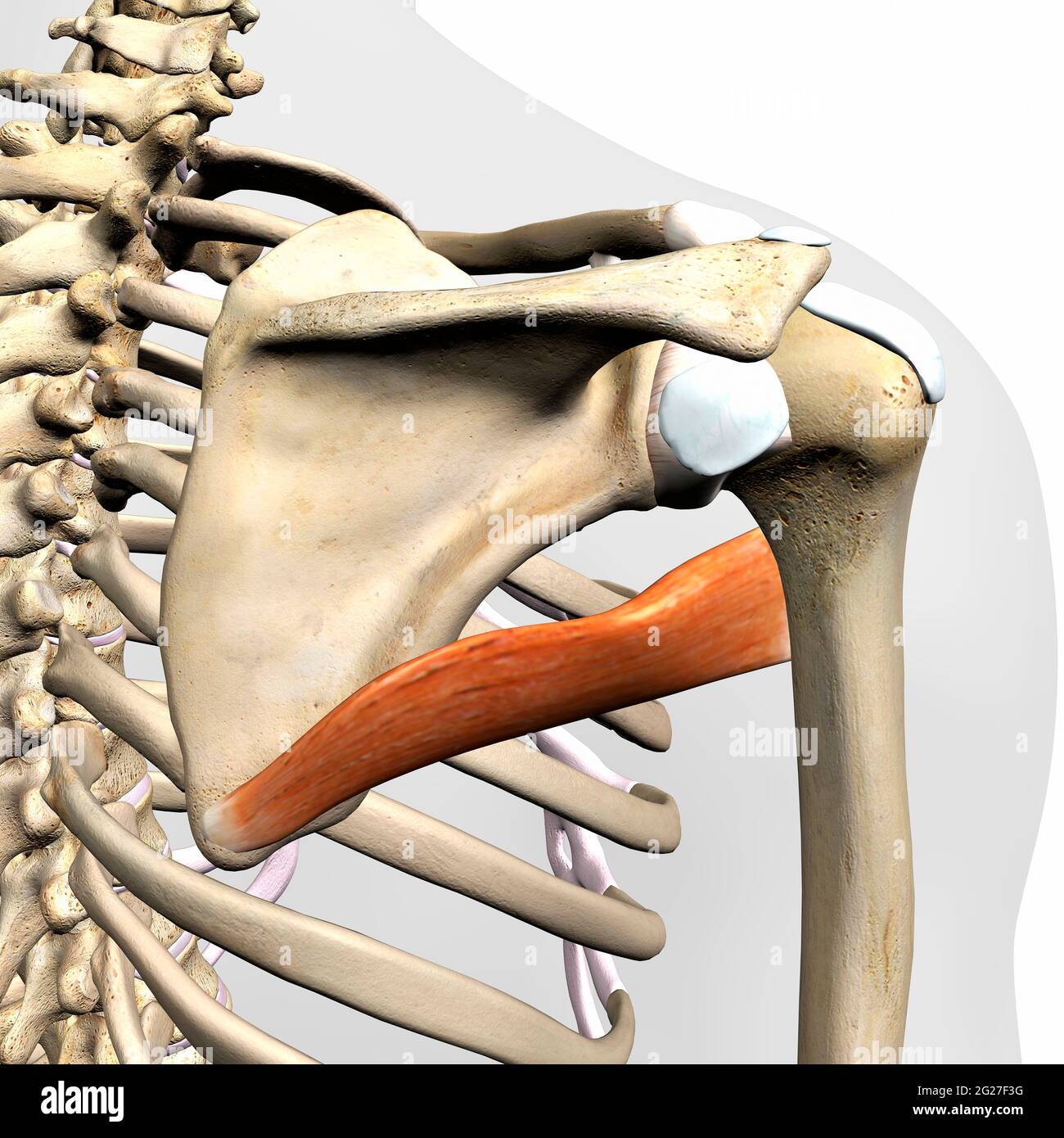 Teres major muscle isoliert in posterior view on human skeletal anatomy ...