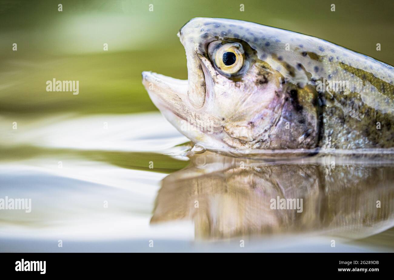 Springende forelle -Fotos und -Bildmaterial in hoher Auflösung – Alamy
