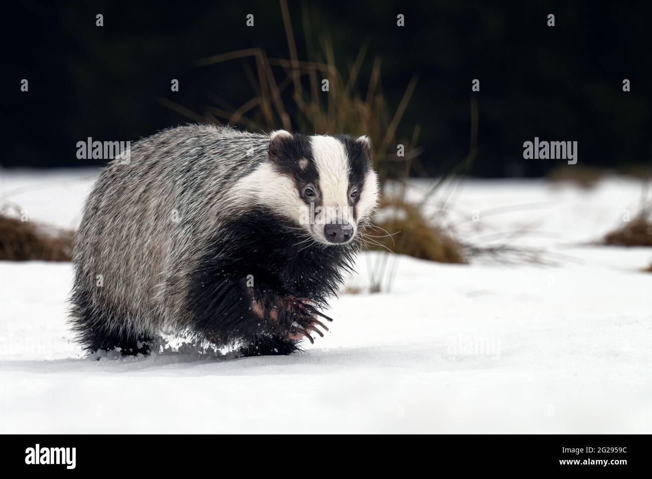Meles meles winter -Fotos und -Bildmaterial in hoher Auflösung – Alamy