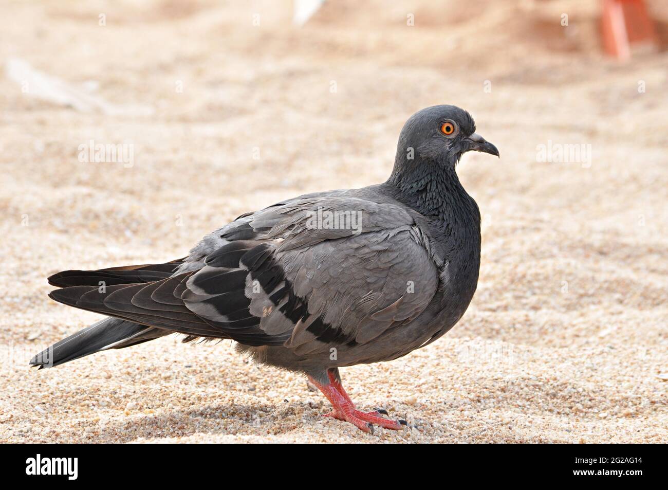 Free grace -Fotos und -Bildmaterial in hoher Auflösung – Alamy