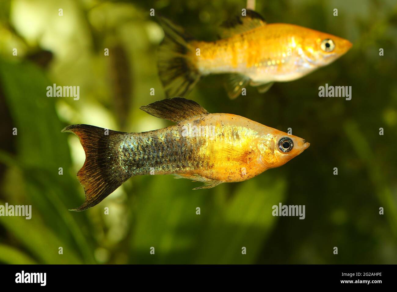 Schwarze molly poecilia sphenops -Fotos und -Bildmaterial in hoher ...