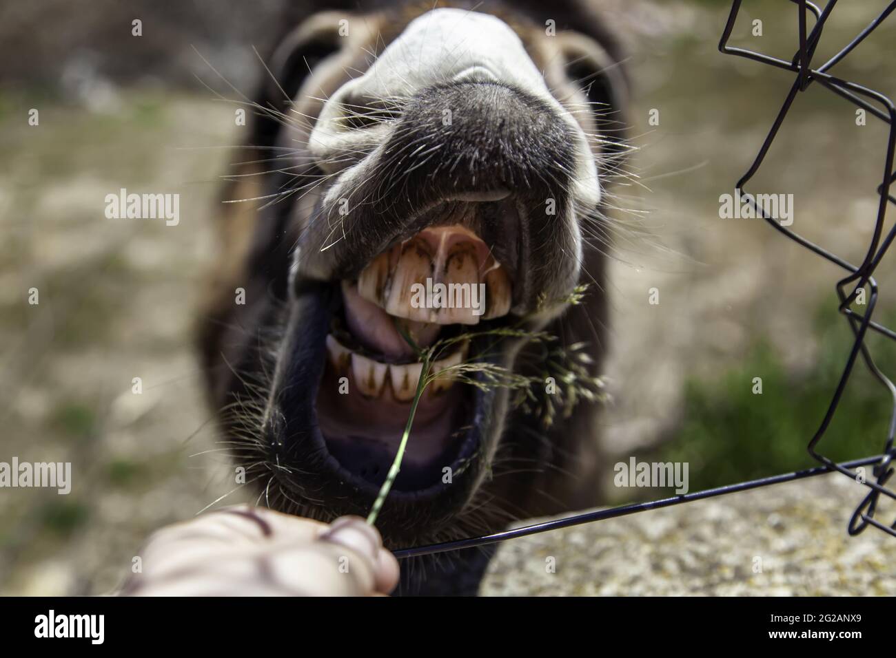 Lachender Esel Stockfotos und -bilder Kaufen - Alamy