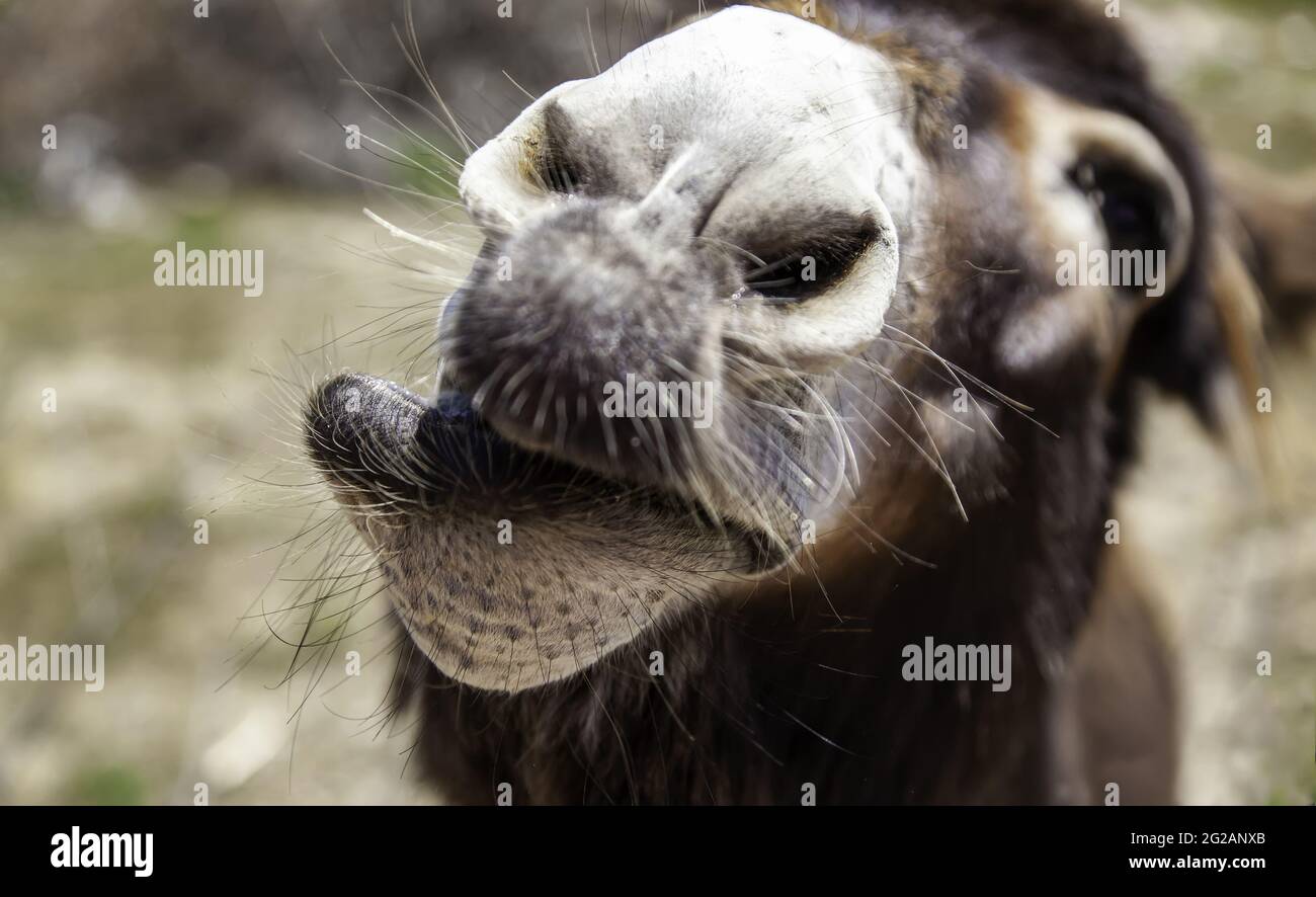 Lachender Esel Stockfotos und -bilder Kaufen - Alamy