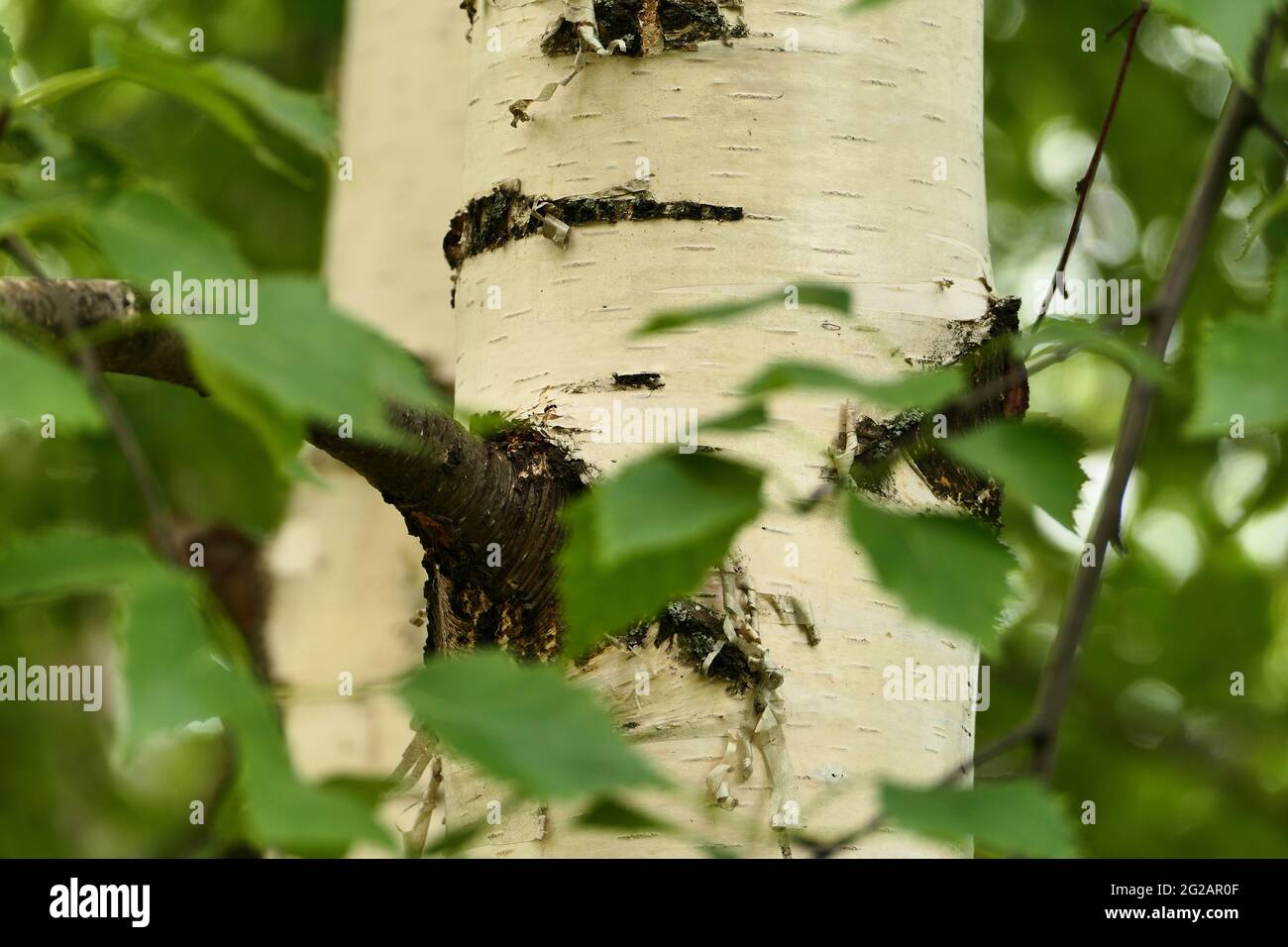 Birch texture -Fotos und -Bildmaterial in hoher Auflösung – Alamy