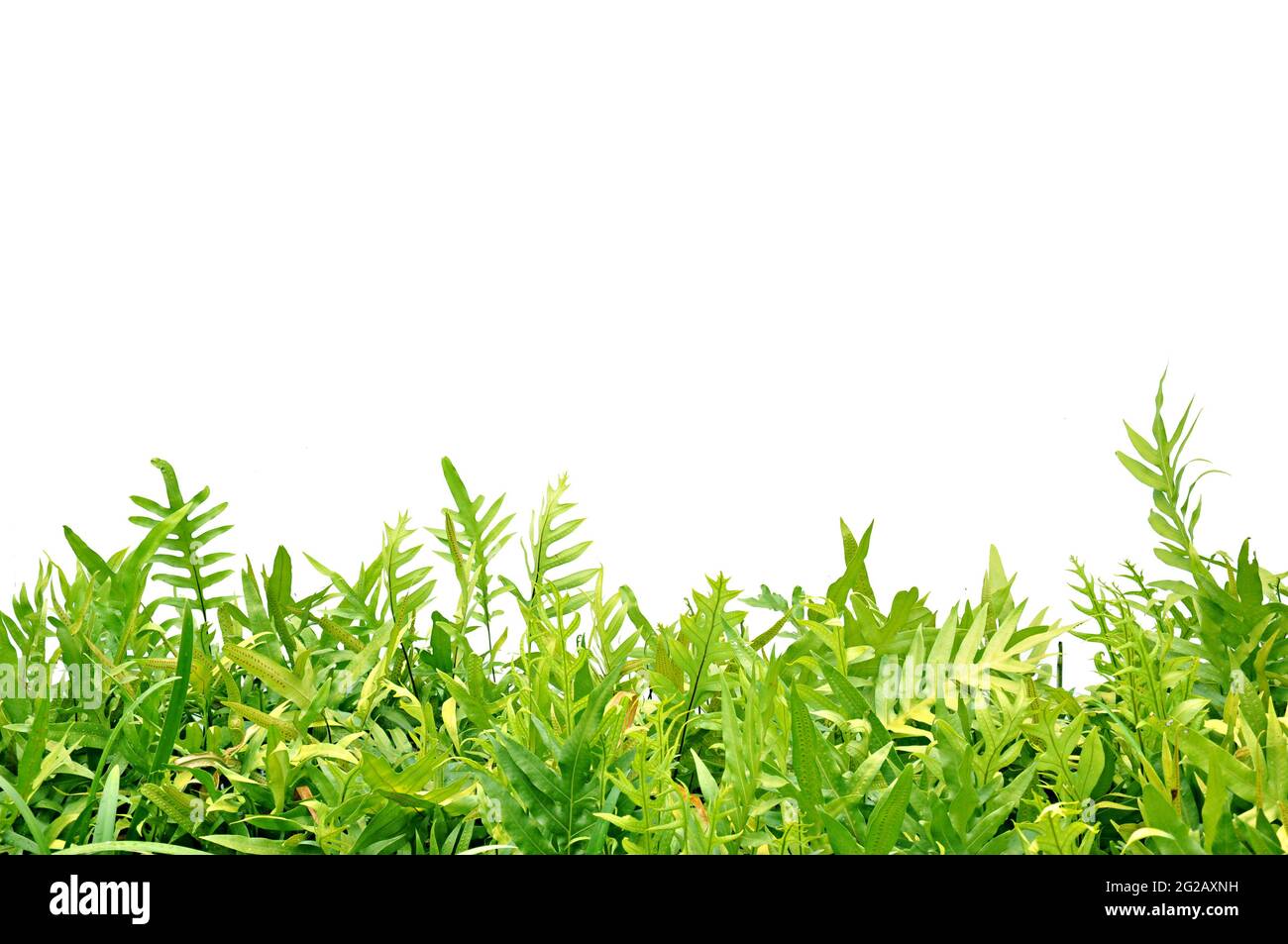 Grass border -Fotos und -Bildmaterial in hoher Auflösung – Alamy