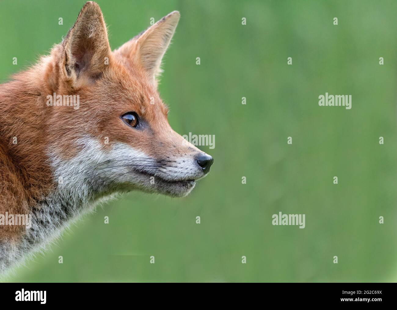 Bilder fuchs -Fotos und -Bildmaterial in hoher Auflösung – Alamy