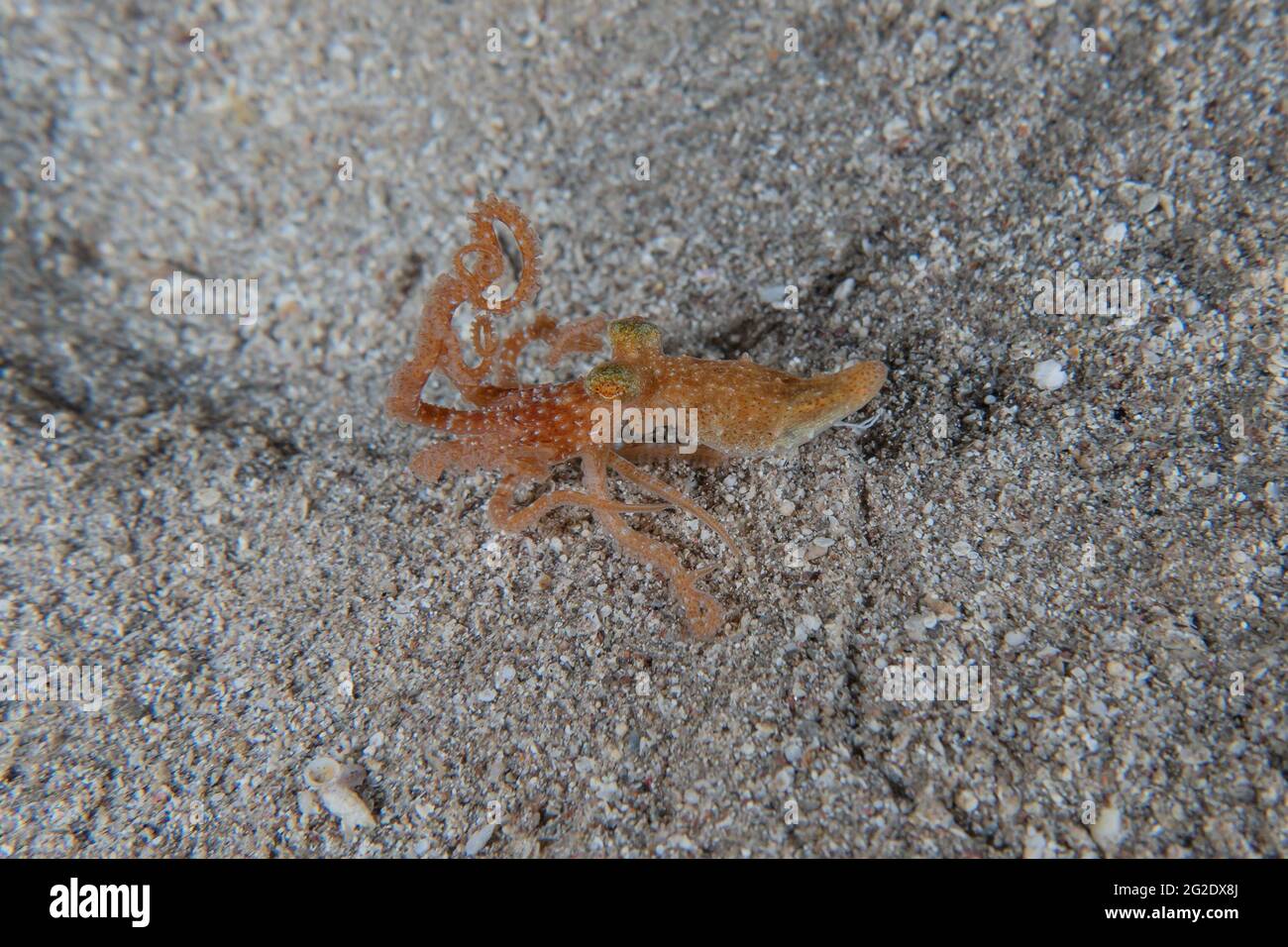 Tarnung unterwasser marine tropisch -Fotos und -Bildmaterial in hoher ...