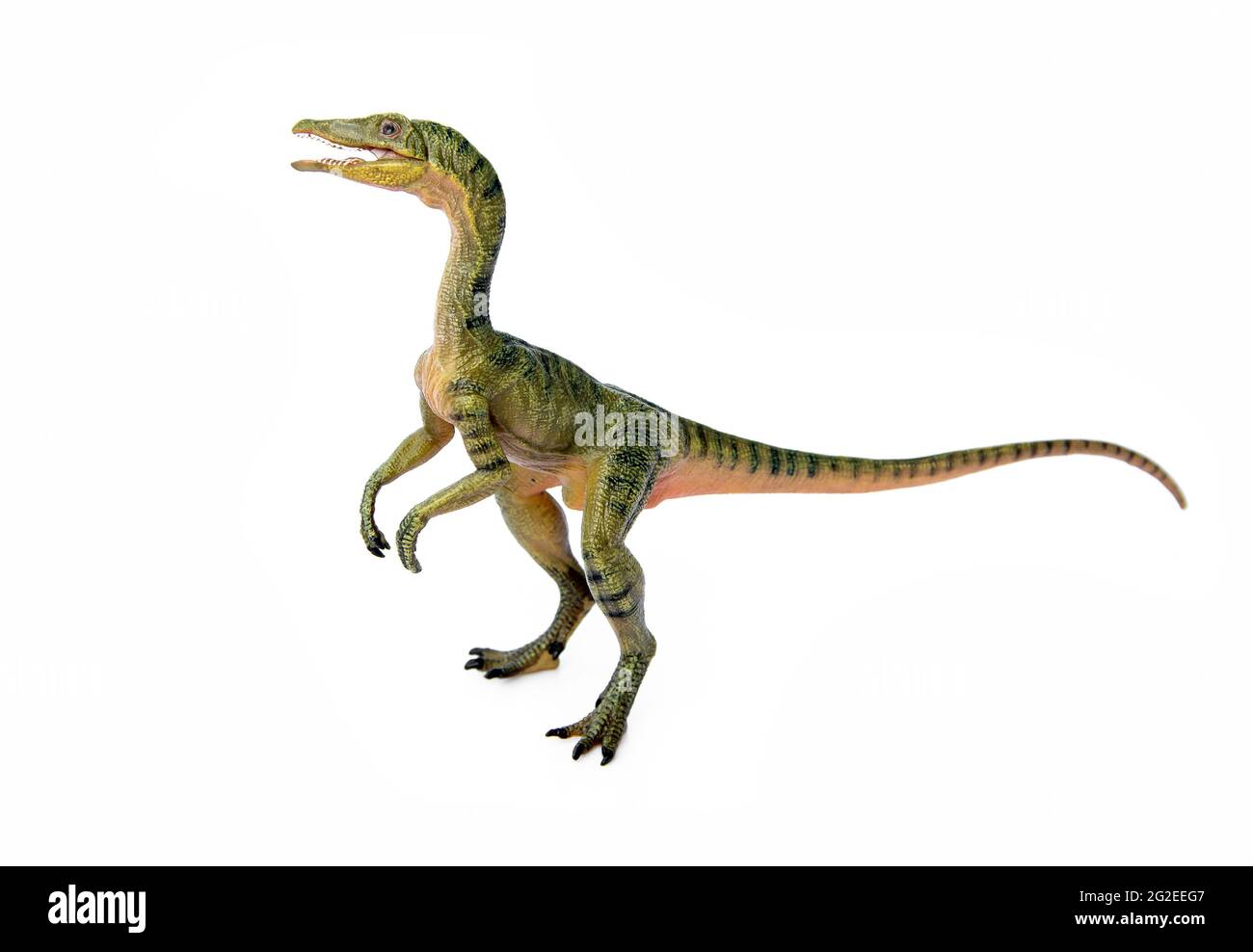 Compsognathus oder Compy ist ein Dinosaurier-Theropod fleischfressend ...