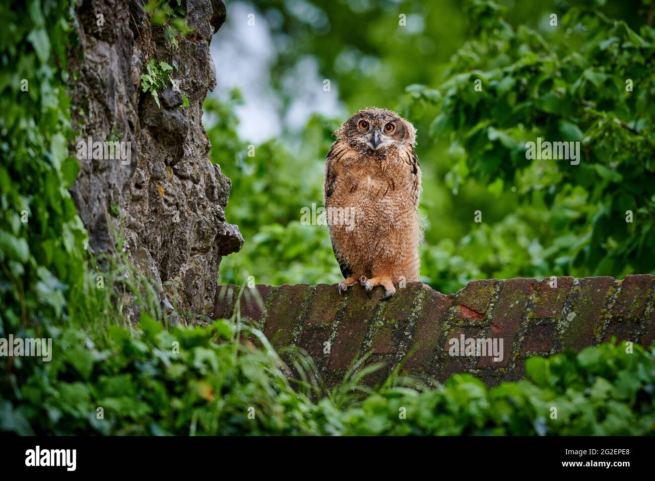 Nasse Eule Stockfotos und -bilder Kaufen - Alamy