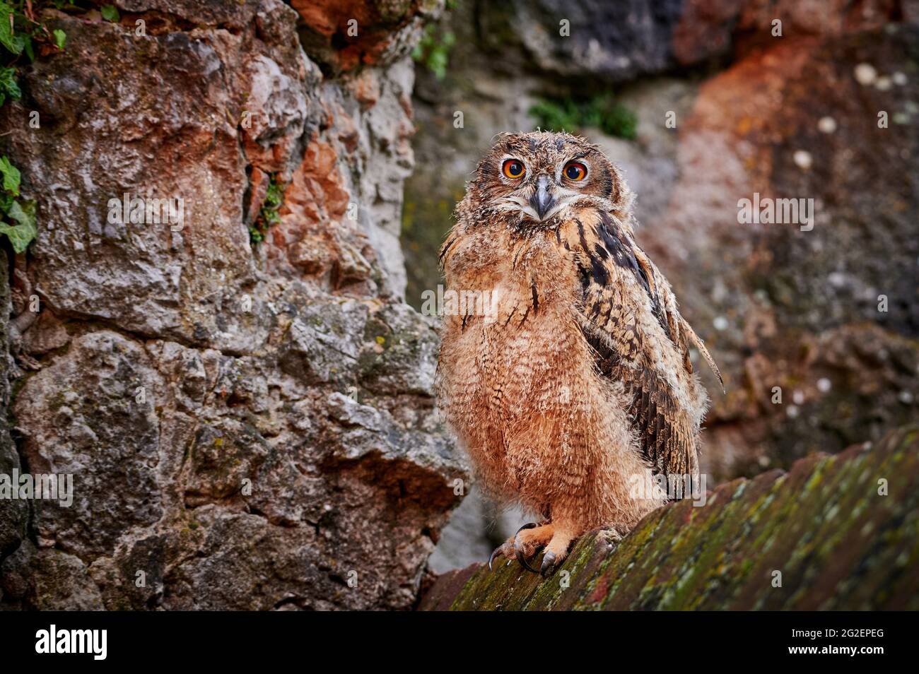 Nasse Eule Stockfotos und -bilder Kaufen - Alamy