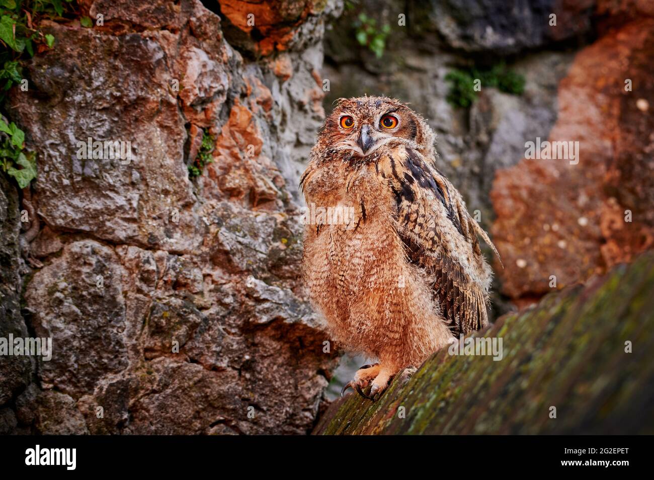 Nasse eule -Fotos und -Bildmaterial in hoher Auflösung – Alamy