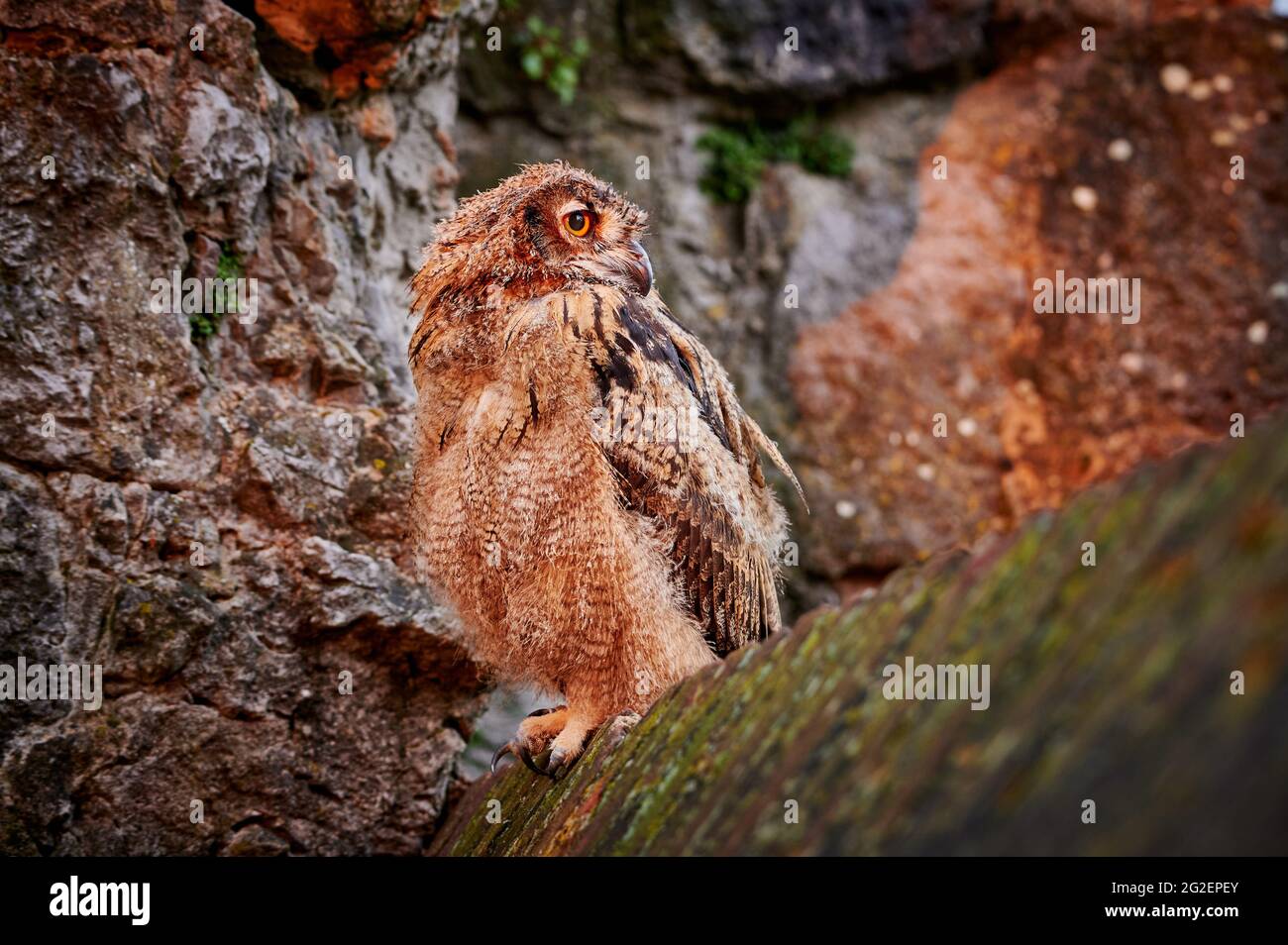 Nasse Eule Stockfotos und -bilder Kaufen - Alamy