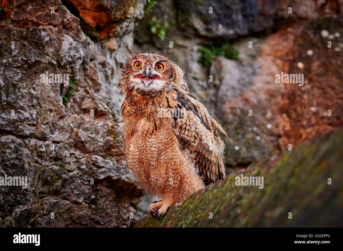 Nasse Eule Stockfotos und -bilder Kaufen - Alamy