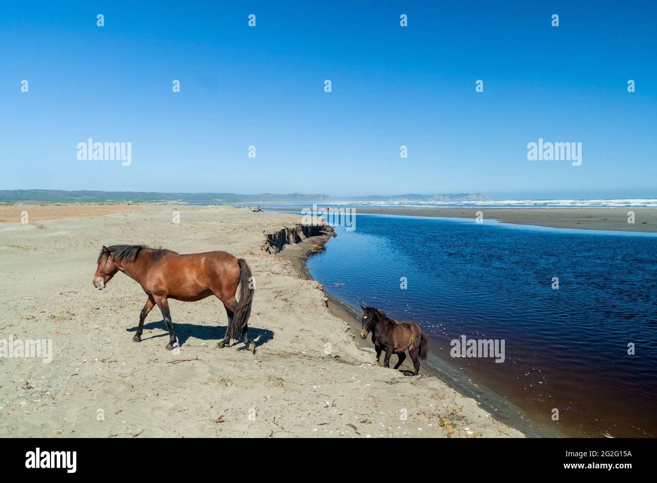 Pferde herde am strand -Fotos und -Bildmaterial in hoher Auflösung – Alamy