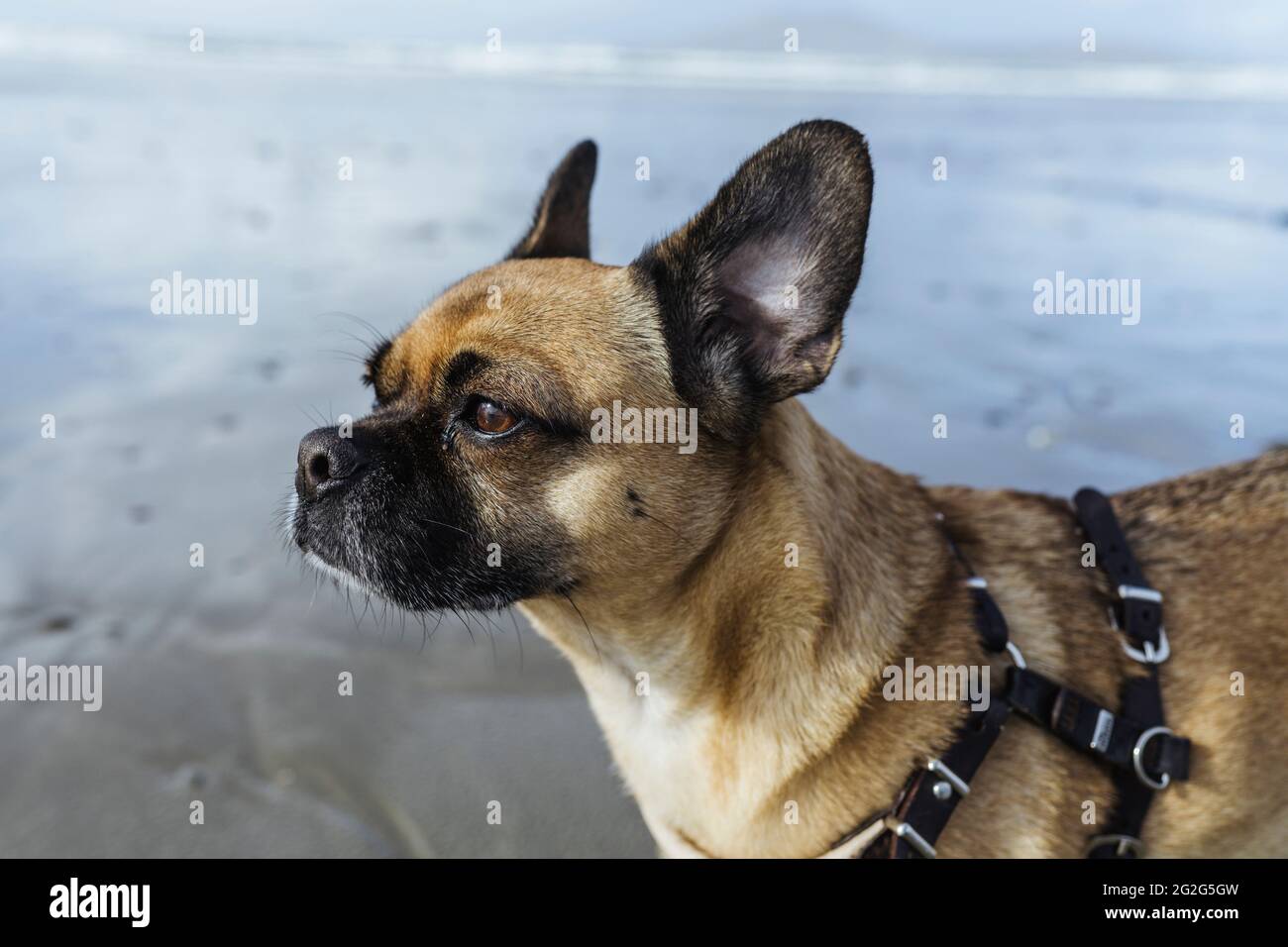 Hund am strand -Fotos und -Bildmaterial in hoher Auflösung – Alamy