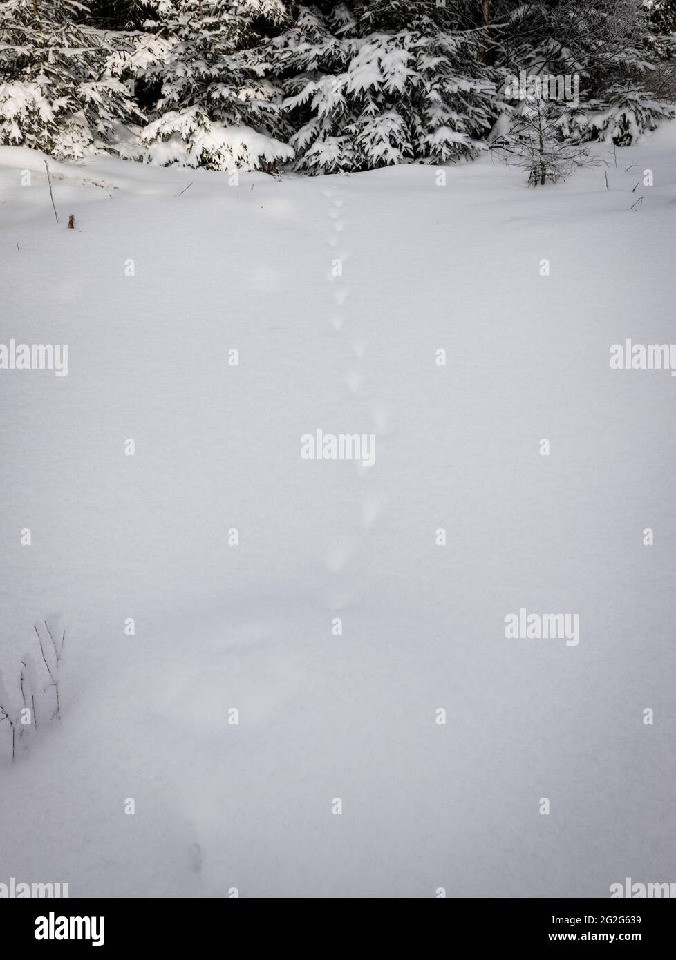 Schneefuchs in der landschaft -Fotos und -Bildmaterial in hoher ...