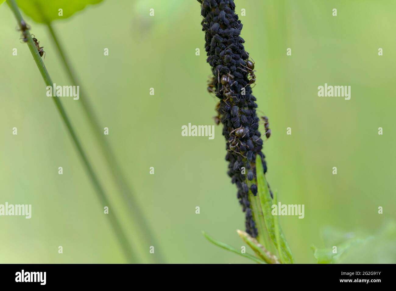 Blattlaus kolonie -Fotos und -Bildmaterial in hoher Auflösung – Alamy