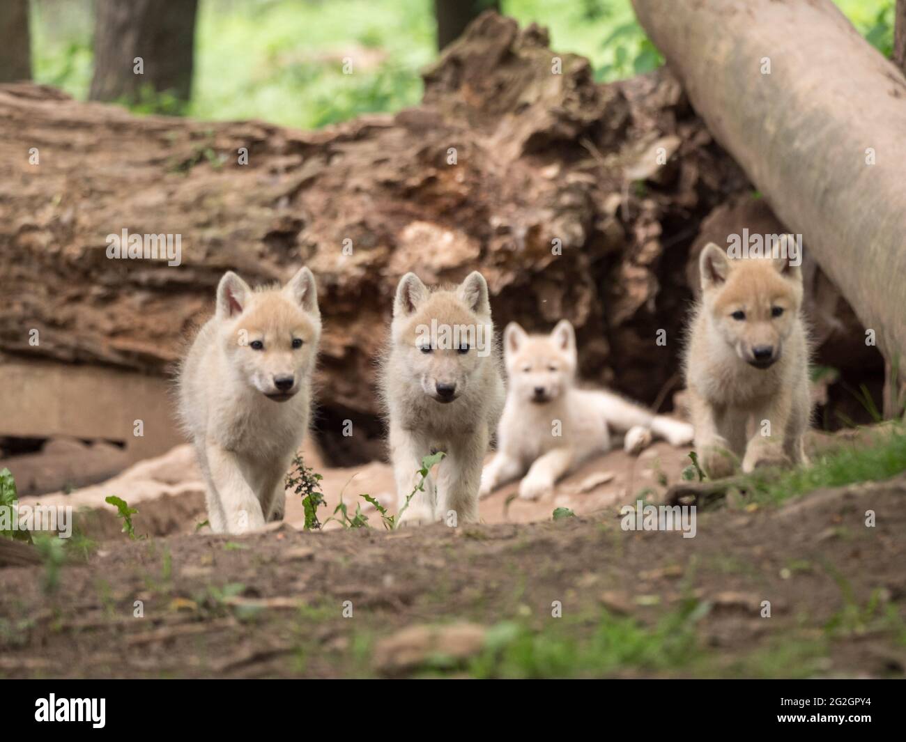 Canadian wolf pack -Fotos und -Bildmaterial in hoher Auflösung – Alamy
