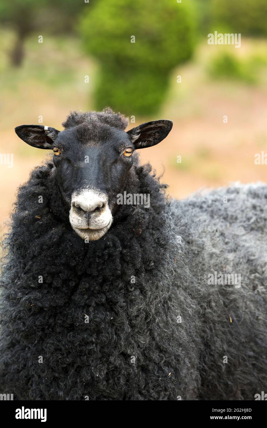 Faro faro insel -Fotos und -Bildmaterial in hoher Auflösung – Alamy