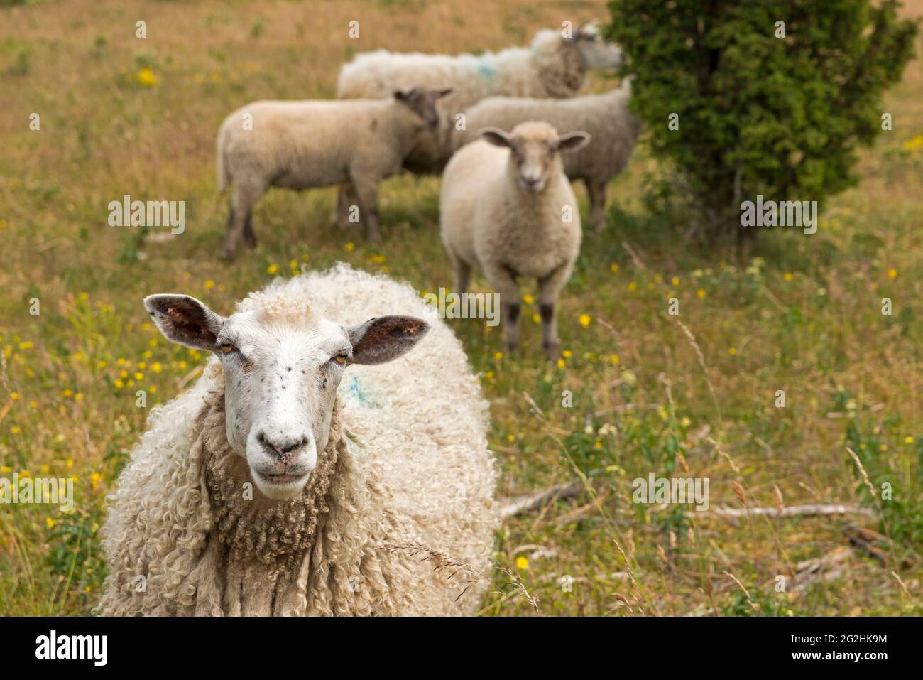Faro faro insel -Fotos und -Bildmaterial in hoher Auflösung – Alamy