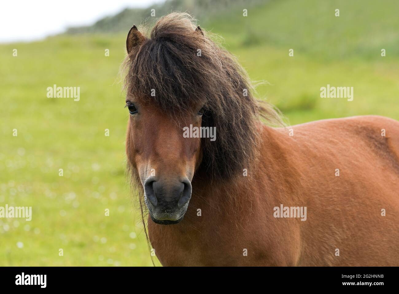 Shetlandinseln ponys -Fotos und -Bildmaterial in hoher Auflösung – Alamy
