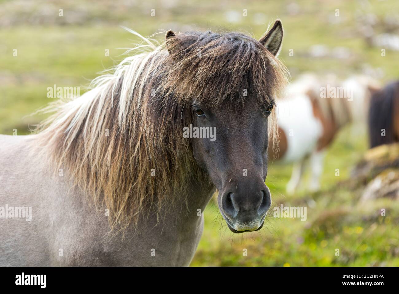 Pferd pony schottland -Fotos und -Bildmaterial in hoher Auflösung – Alamy