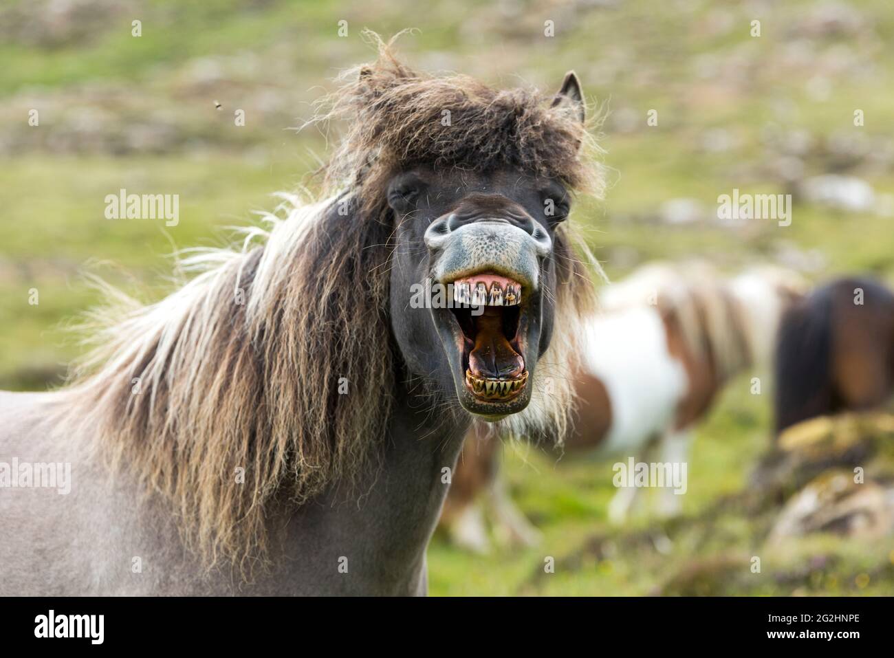 Shetlandpony von oben -Fotos und -Bildmaterial in hoher Auflösung – Alamy
