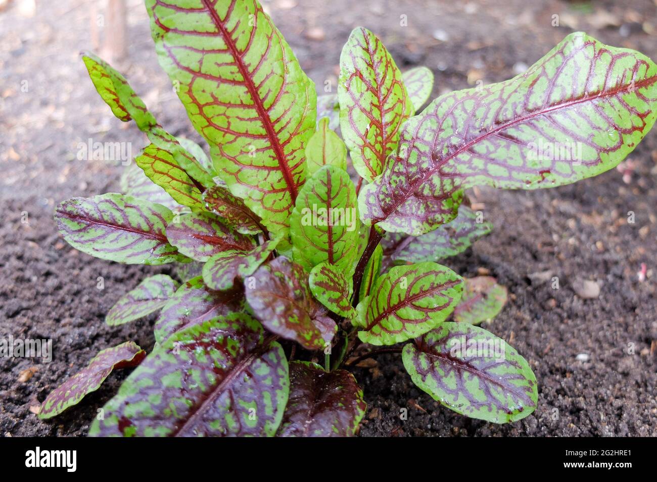 Sauerampfer rumex -Fotos und -Bildmaterial in hoher Auflösung – Alamy