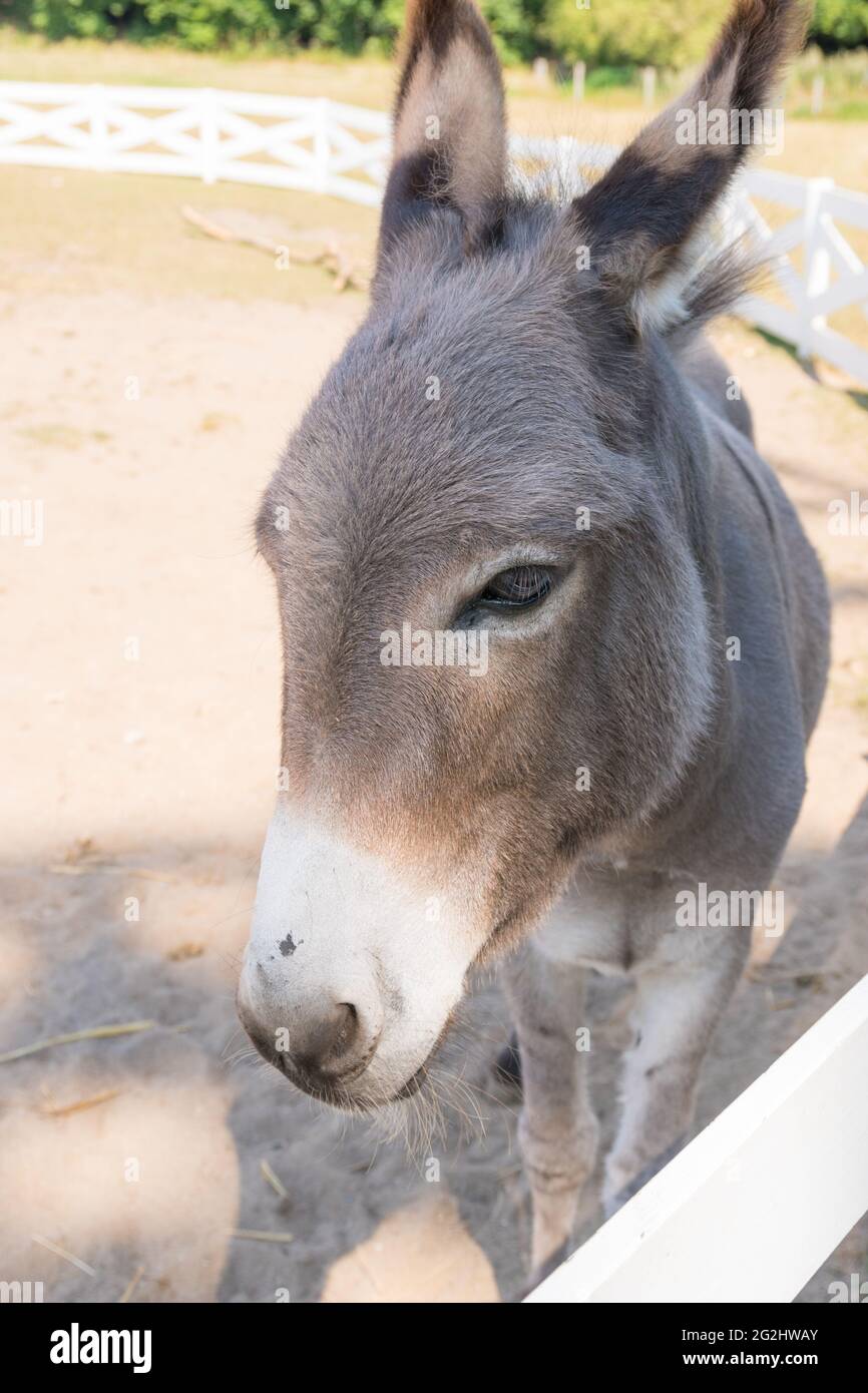 Esel esel -Fotos und -Bildmaterial in hoher Auflösung – Alamy