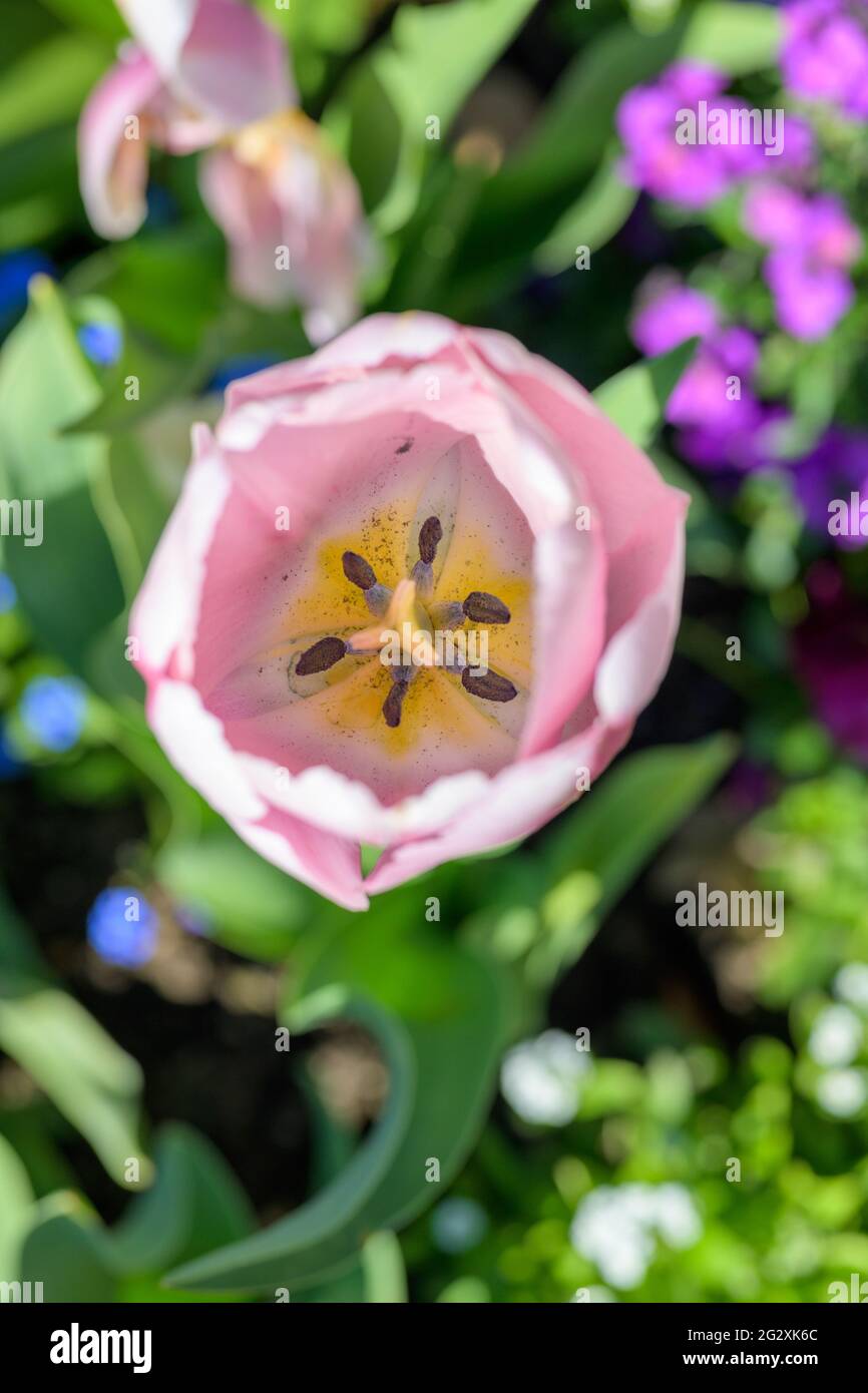 Blick von oben nach unten auf eine rosa Tulpe, die im Frühling im ...