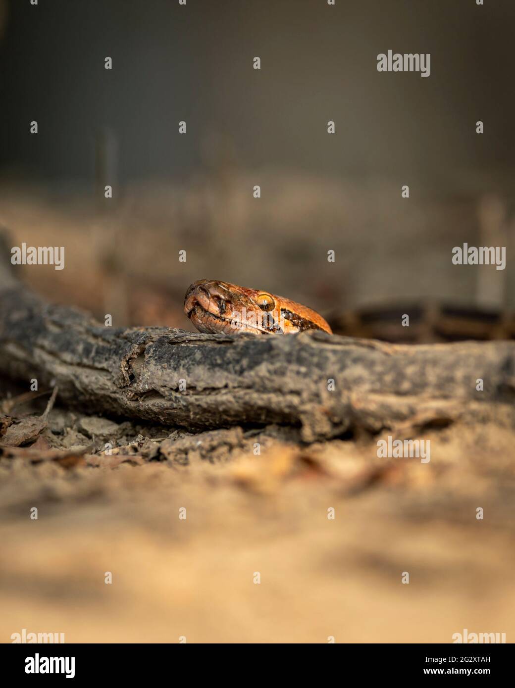 Indian rock python keoladeo ghana -Fotos und -Bildmaterial in hoher ...