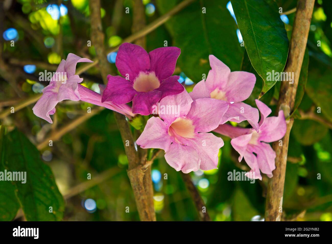 Mansoa alliacea -Fotos und -Bildmaterial in hoher Auflösung – Alamy