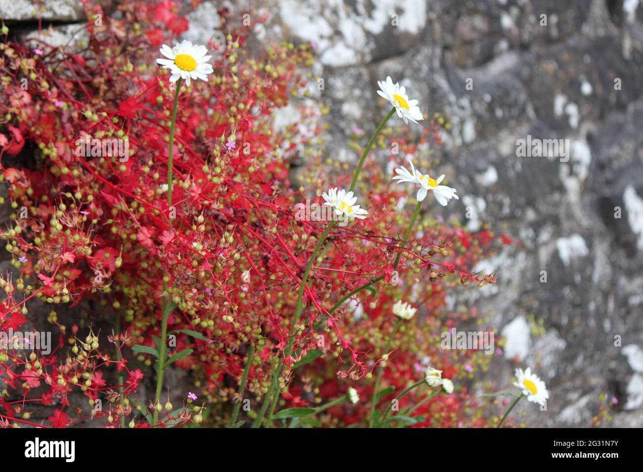 Wilde rote pflanzen wachsen auf steinmauern -Fotos und -Bildmaterial in ...