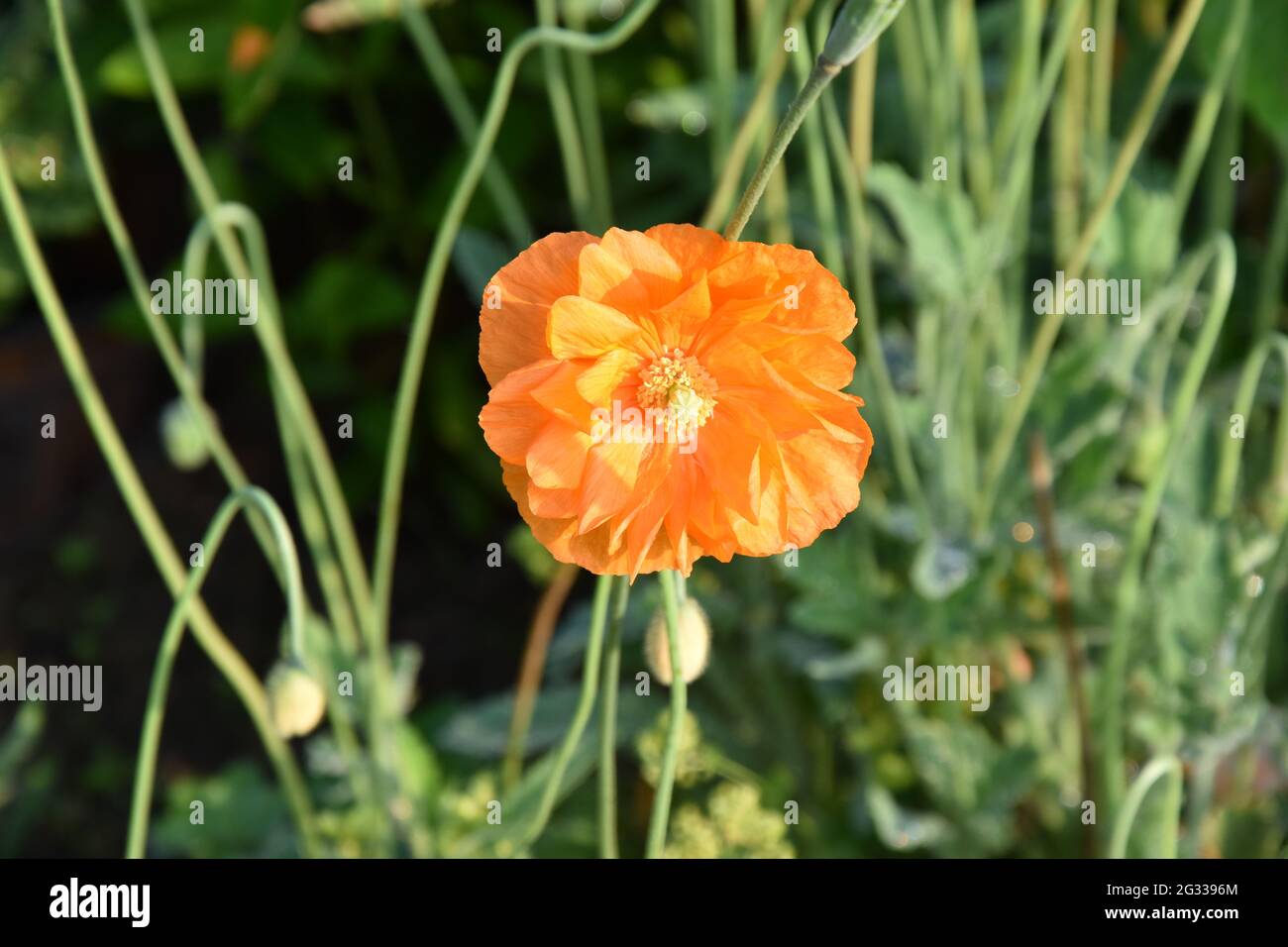 Papaver orange federn -Fotos und -Bildmaterial in hoher Auflösung – Alamy