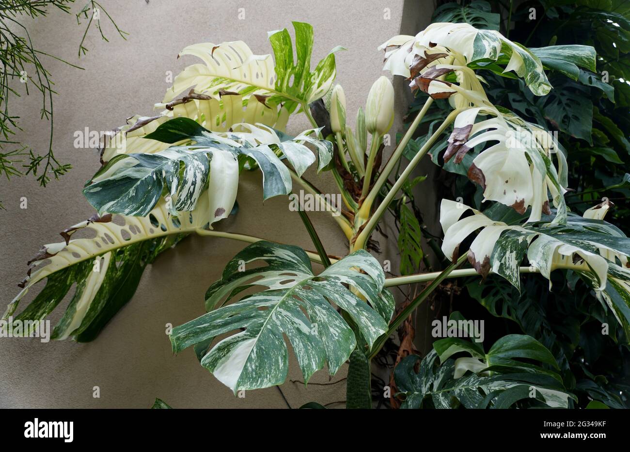 Monstera albo -Fotos und -Bildmaterial in hoher Auflösung – Alamy