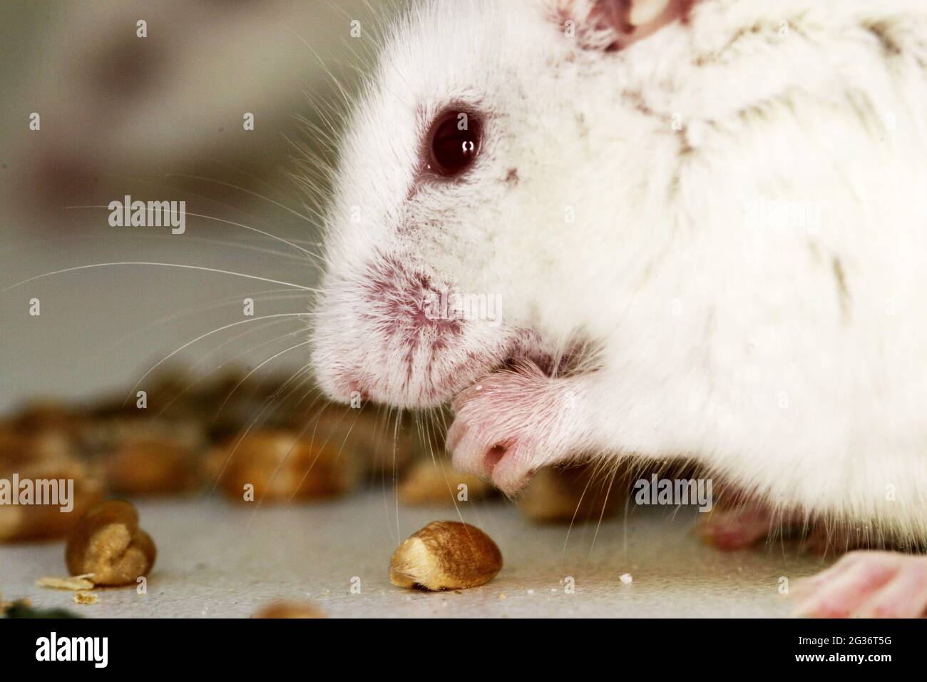 Ausgefallene Maus (Mus musculus), Albino-Maus füttert Samen ...
