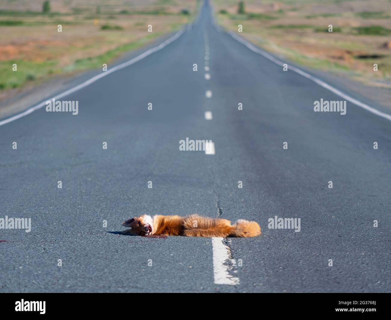 Fuchs mit dem auto erwischt -Fotos und -Bildmaterial in hoher Auflösung ...